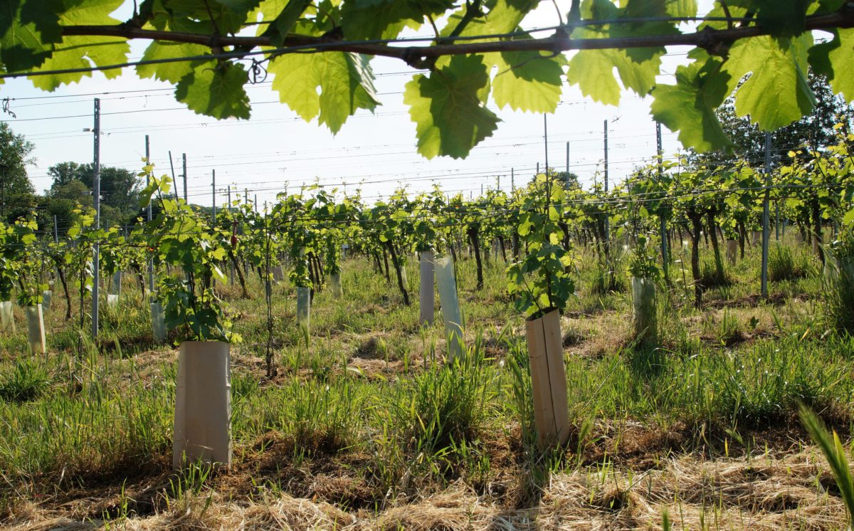 Rebsorten - Rebenpatenschaft