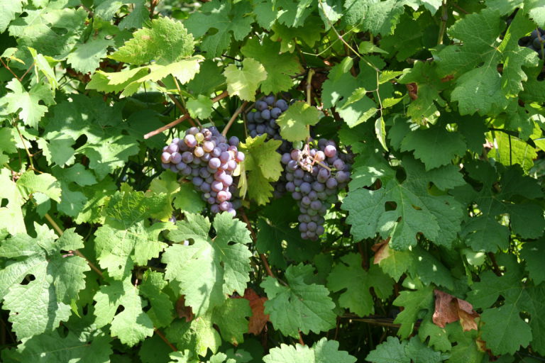 Rebsorten - Rebenpatenschaft